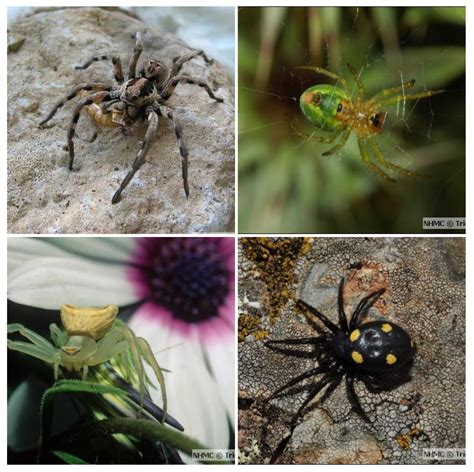 Spider Taxonomy And Field Methodologies Dest Distributed European School Of Taxonomy