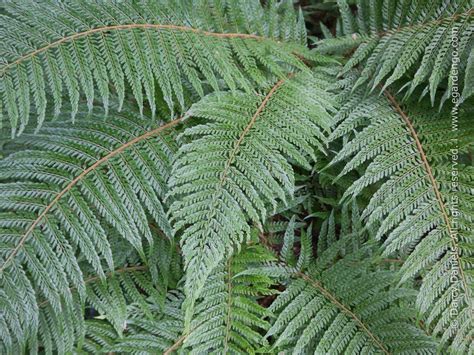 Polystichum Setiferum