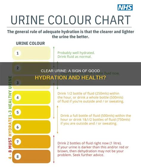 Clear Urine A Sign Of Good Hydration And Health Medshun