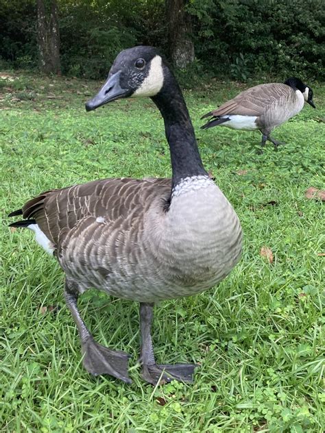 Introducing The Sex Police Lol R Geese