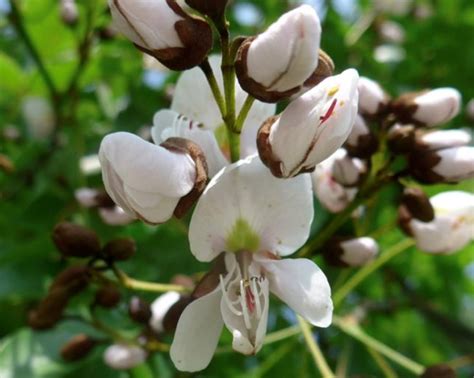 【探索】象征爱情的红豆树，可别和红豆杉搞混～