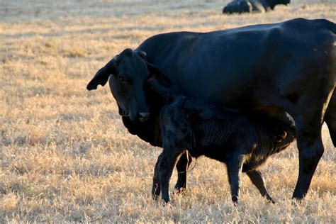 Beef Cattle Management The Breeding Season Riverbend Cattle