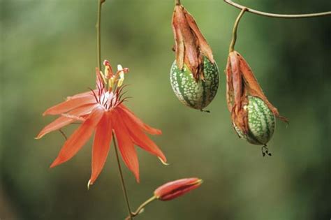 Sex Determination Pada Tanaman Generasi Biologi