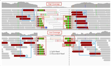 Above The Image Is High Coverage Data And Below Is Low Coverage The Download Scientific
