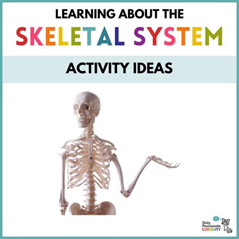 The Skeletal System Worksheet