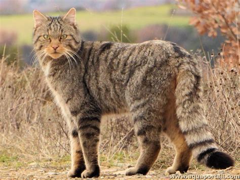 Felis Silvestris Gato Montés