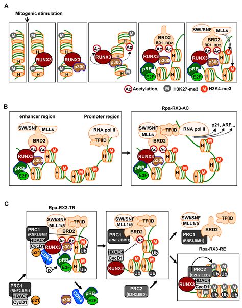 Role Of Runx3 In Restriction Point Regulation
