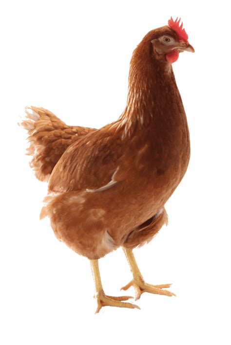 Lohmann Tradition Lohmann Deutschland