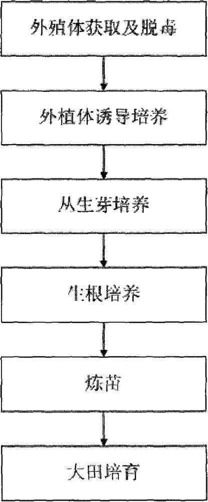 Method For Rapidly Breeding Large Cherry Gisela Eureka Patsnap