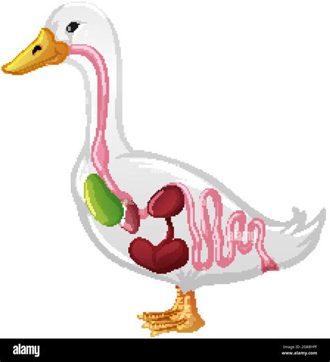 Anatomy Bird Cut Out Stock Images And Pictures Alamy