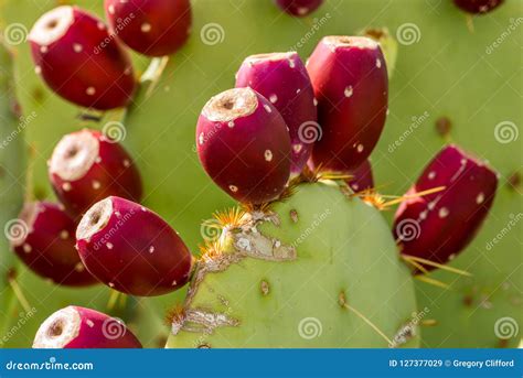 Pricky Pear Cactus Fruit Stock Image Image Of Paddle 127377029