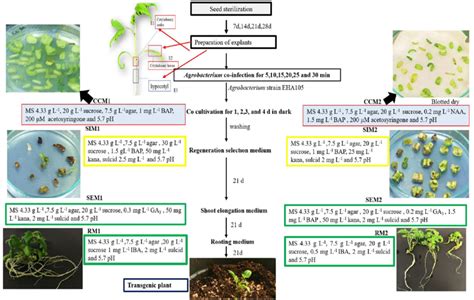 Scheme Of Protocol Used For Agrobacterium Tumefaciensmediated Solanum