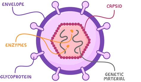 General Virus Structure