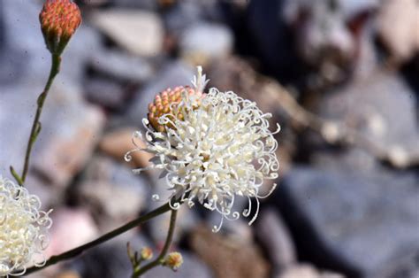 Chaenactis Xantiana Fleshcolor Pincushion Southwest Desert Flora