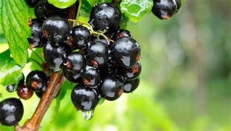 Aceite De Grosella Negra Contraindicaciones Propiedades Y Beneficios