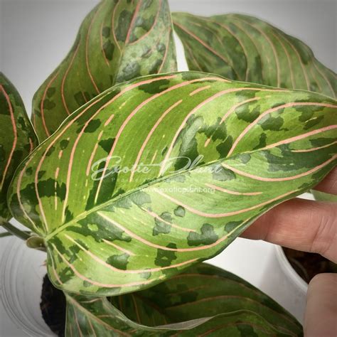 aglaonema Green Leopard / аглаонема Грин Леопард - exoticplantshop.org