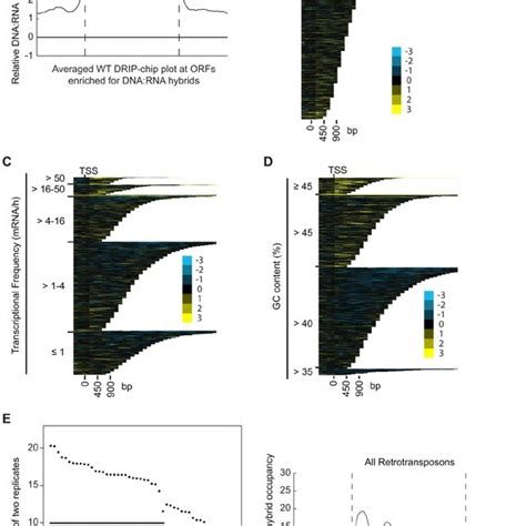 Dnarna Hybrids Are Enriched At Protein Encoding Genes And