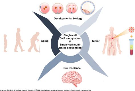 Figure 4 From Technologies And Applications Of Single Cell Dna Methylation Sequencing Semantic