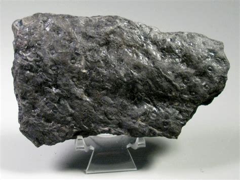 Stigmaria Fossil Root Stigmaria Fossil Root