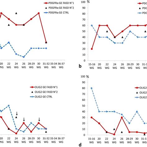 Schematic Representation Of Pdgfr α And Olig2 Expressing Cells In The Download Scientific
