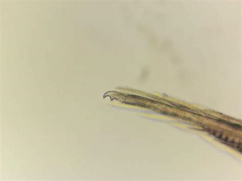 Entomobrya Sp Entomobrya Griseoolivata Bugguidenet