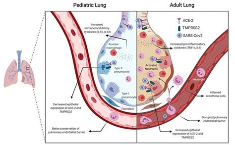 Lung Comparison [image] Eurekalert Science News Releases
