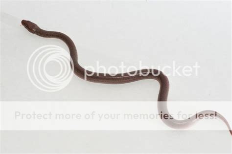 Pygmy Pythons Aussie Pythons And Snakes Forum Pygmy Pythons Aussie Pythons And Snakes Forum