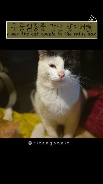 밤새내리는 빗속 고양이 커플이 찾아왔다☔️🐈🐈‍⬛ 솔로캠핑 Camping 고양이 Camp 캠핑 캠핑요리 Cat