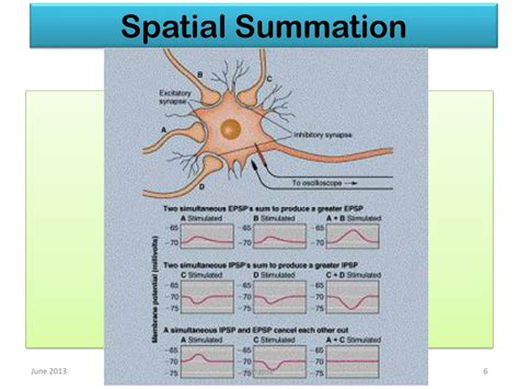 Ppt Excitable Tissues Synapse Powerpoint Presentation Free Download