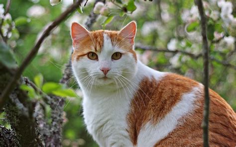 Download Wallpaper 1920x1200 Cat In The Forest Hd Background