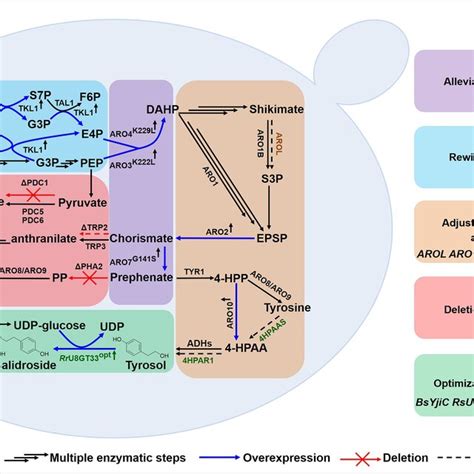 Schematic Representation Of The Modular Engineering Strategy For
