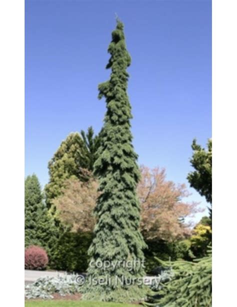 Achetez Picea Glauca Pendula 150cm En Ligne Botanix Jardin Lauzon