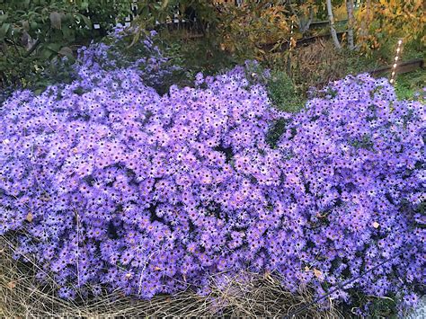 Symphyotrichum Aster Oblonolium ‘raydons Favorite Aromatic Aster Fort Tryon Park Trust