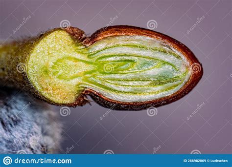 A Cut Of A Flower Bud On A Spring Tree View In A Microscope Stock