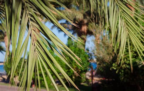 Ai Powered Algorithm For Detecting Micronutrient Deficiency In Coconut