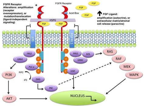 Inhibition Of The Fibroblast Growth Factor Receptor Fgfr Pathway The