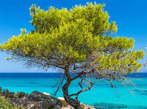 Pino Marittimo Pinus Maritima Lam Miller Ama Per Bene