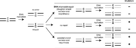 Figure 1 From Strand Discrimination In Dna Mismatch Repair Semantic Scholar