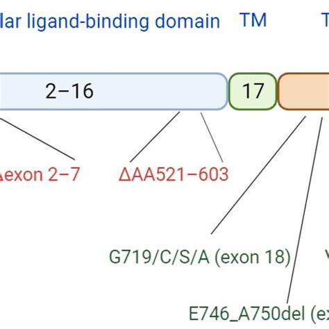 Egfr Mutations And Their Occurrence In Different Tumor Types The Download Scientific Diagram