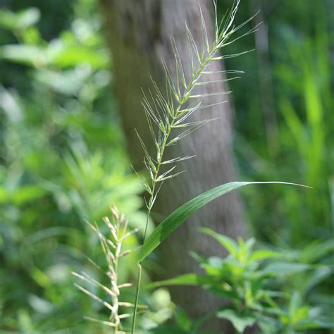 Bottlebrush Grass Groundwork Illinois
