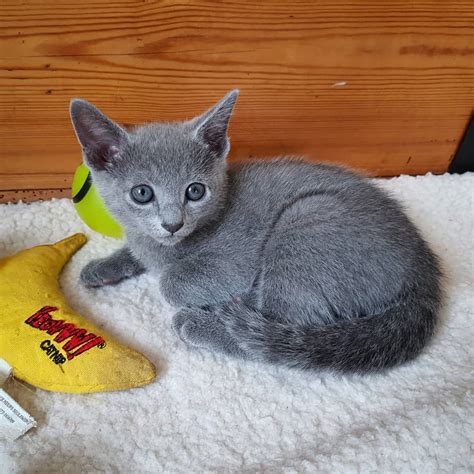 Russian Blue Kittens For Sale Russian Blue Kittens For Adoption