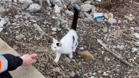 Une Jeune Chatte Errante Vient Chercher De Laide Auprès Demployés D