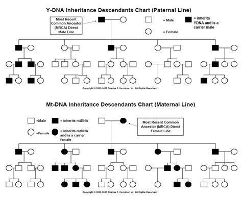 Y Dna And Mtdna Inheritance Descendant Charts