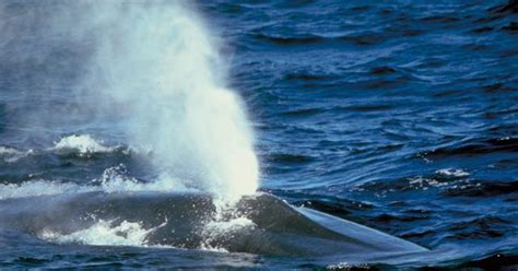 Whales Sometimes Explode After They Die — Why Does That Happen