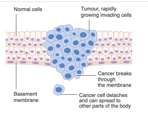 131 Understanding Cancer Medicine Libretexts