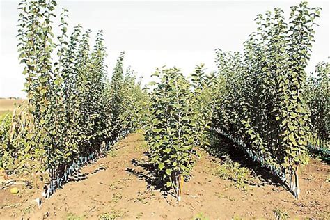 Превенцията е решаваща в борбата срещу опасни болести по корените на овощните дървета