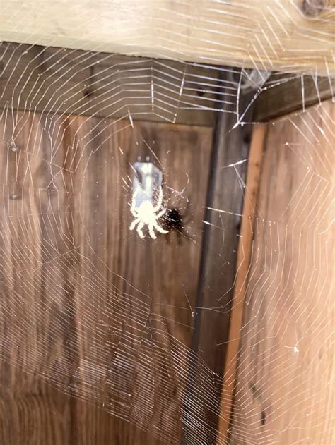 A Very Cute Orb Weaver I Found At A Sex Party I Went To R Spiders