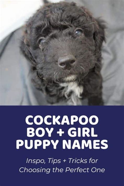 How To Breed Cockapoos Full Guide To Responsible Cockapoo Breeding