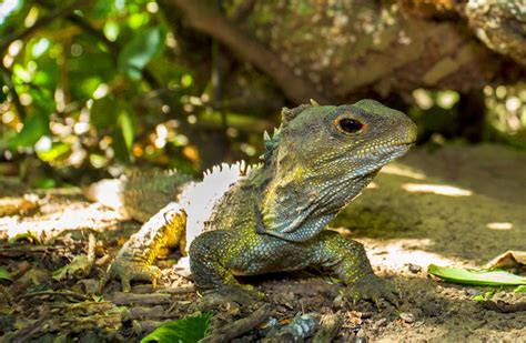 Tuatara New Zealand Reptiles