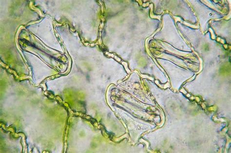 Difference Between Stomata Of Monocot And Dicot Plants Definition